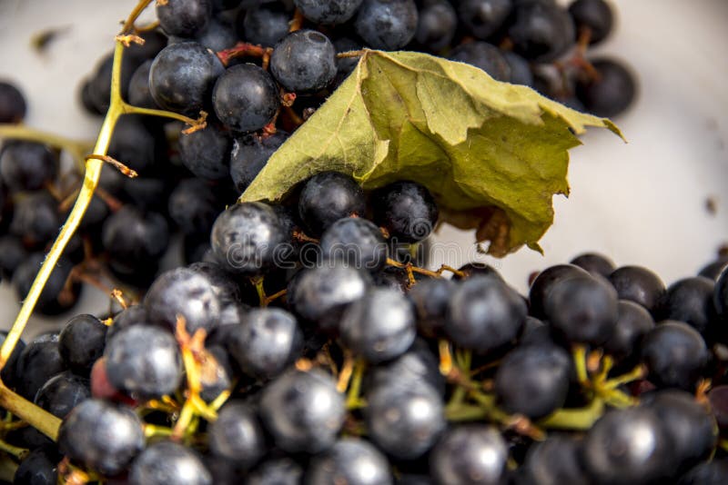 Wild Grapes on a White Background, UK Stock Image - Image of ...