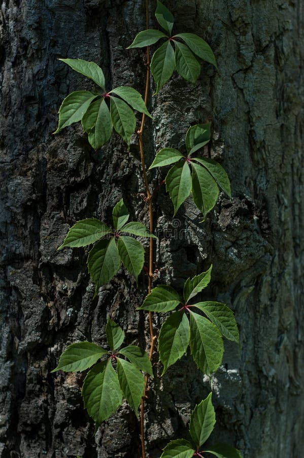 Wild grapes in the woods stock photo. Image of fresh - 77204550