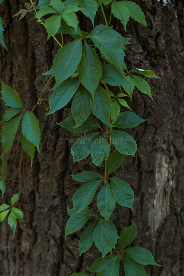 Wild grapes in the woods stock image. Image of agriculture - 77210139