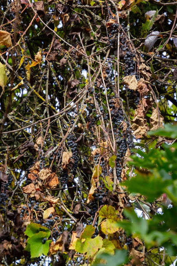 Wild Grapevine with Dried Blue Grapes Stock Image - Image of vine, wine ...