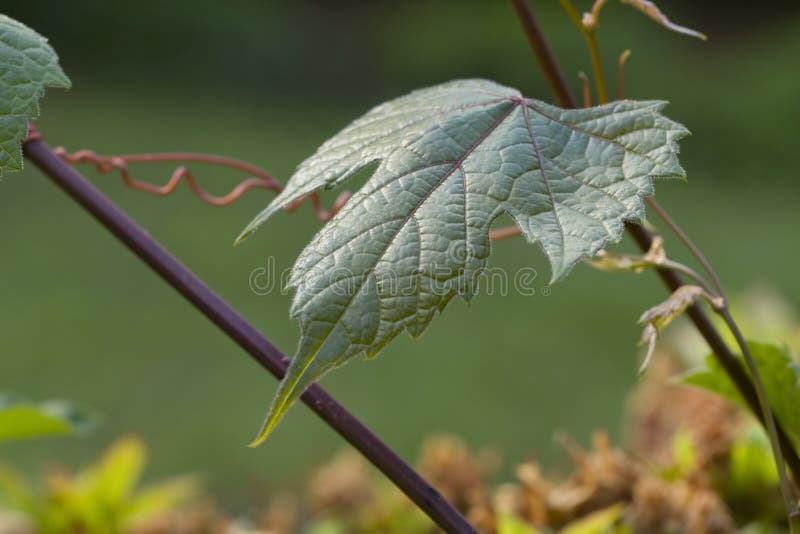 Wild Grapevine Leaf Picture. Image: 5304461