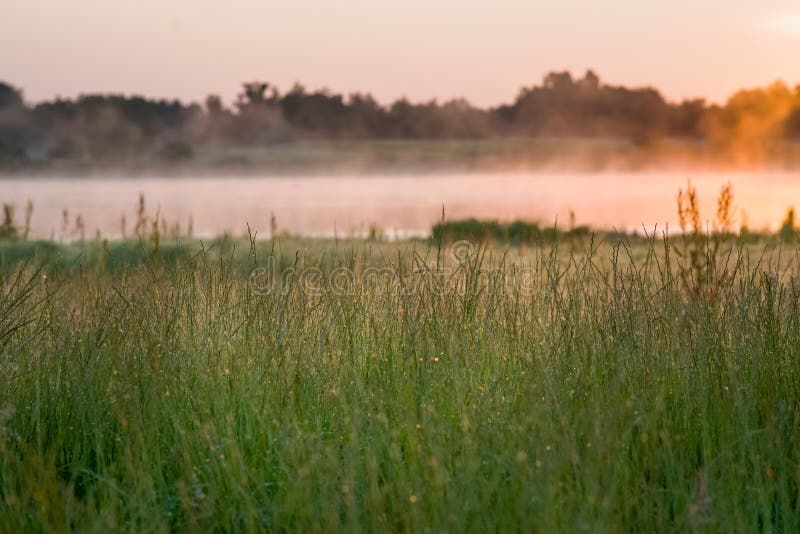 Wild gras door een moeras stock foto. Image of vochtig - 35035846