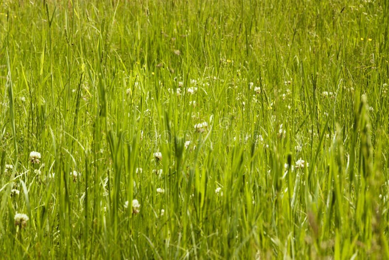 Wild gras land stock image. Image of white, tiny, land - 93859417