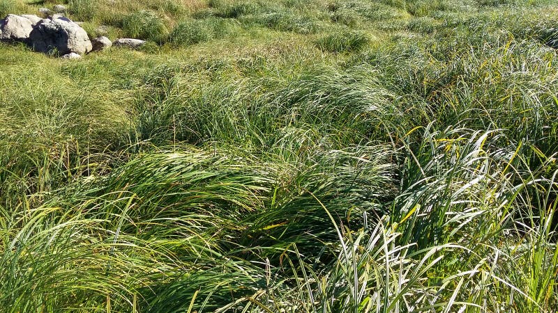 Wild gras stock image. Image of wilde, windy, green, wild - 79766129