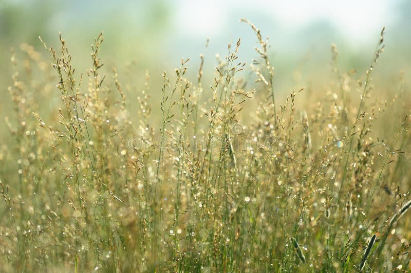 Wild gras in zonnig weer stock foto. Image of macro, ochtend - 73422894