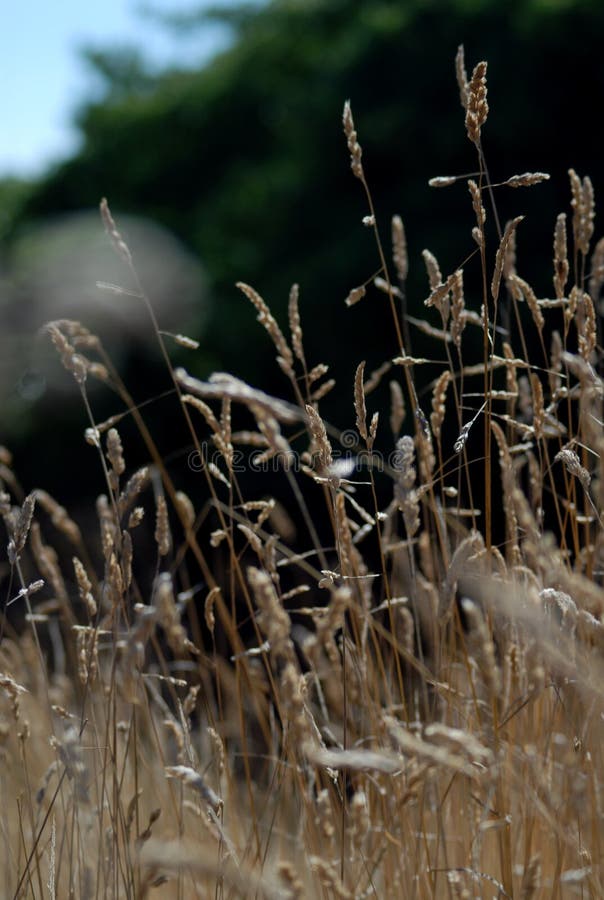 Wild Grass Picture. Image: 1000330