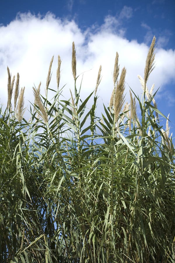 Wild Grass stock photo. Image of garden, agriculture - 12336332