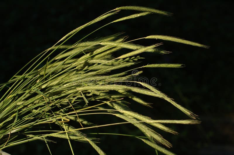 Wild grass stock image. Image of stem, nature, leaf, bunch - 146353
