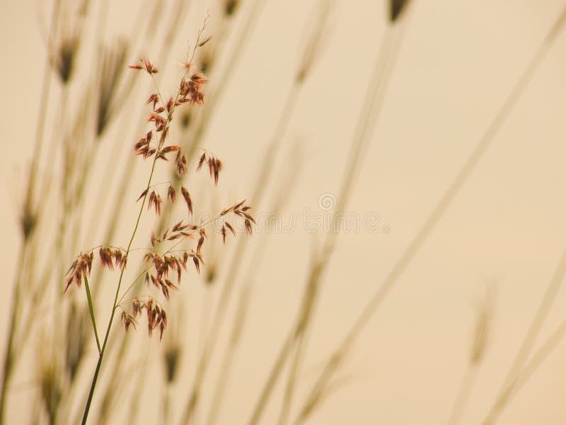 Wild grass stock image. Image of stem, nature, leaf, bunch - 146353