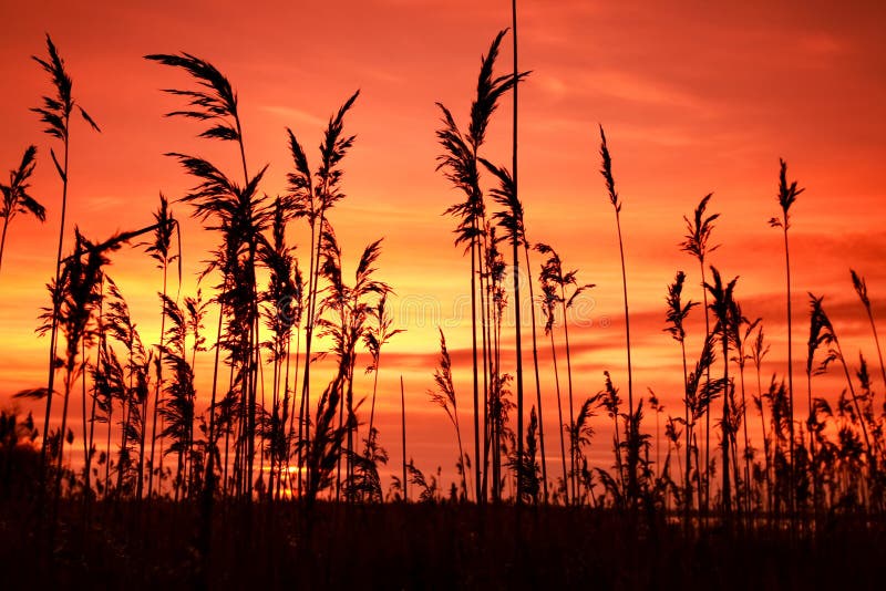 Wild Grass At Summer Sunset Stock Photo - Image of nature, background ...