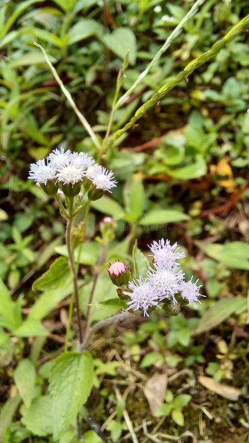 Wild Grass Ageratum Conyzoides Stock Photo - Image of branch, insect ...