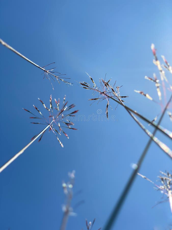 Wild Grass Also Known As Chrysopogon Flower with Sky Background. Stock ...