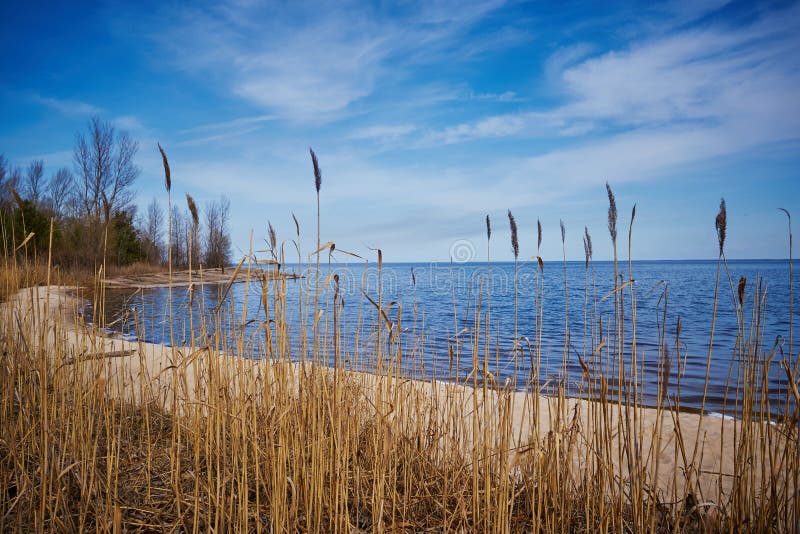 Wild Grass of a Cane on the Lake Stock Image - Image of outdoors ...