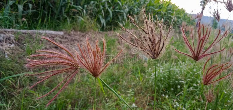 Wild Grass Chloris Barbata on Corn Field. Stock Photo - Image of field ...