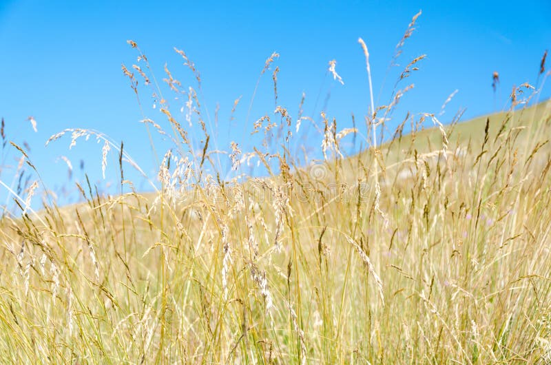Wild grass stock photo. Image of natural, summer, countryside - 61060890
