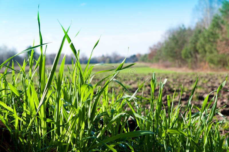 Wild grass stock photo. Image of landscape, national - 35126240