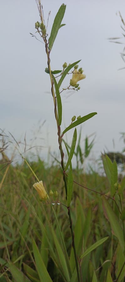Wild Grass Entwining Flowering Plants that are in Growth Stock Photo ...