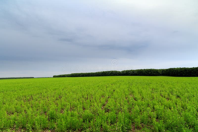 Wild grass stock photo. Image of nature, agriculture - 54296142