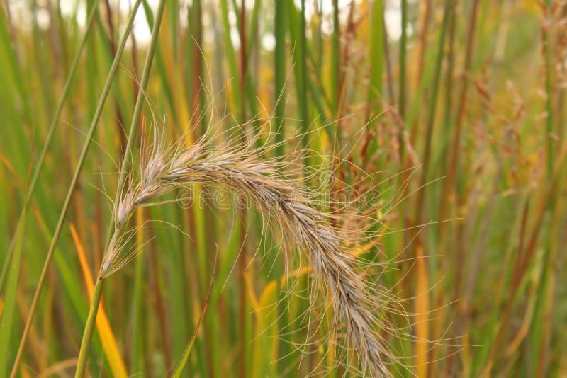 Wild Grass Field stock image. Image of farming, environment - 45473139
