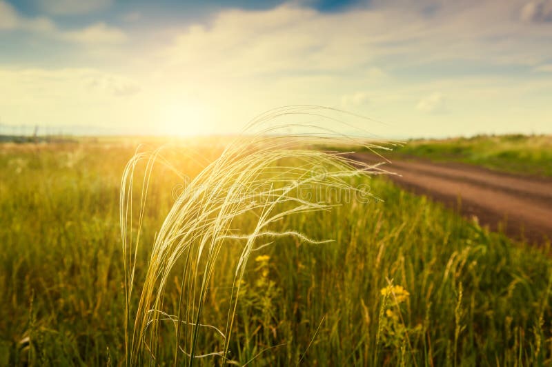 Wild Grass in a Field at Sunset Stock Photo - Image of glade, beautiful ...