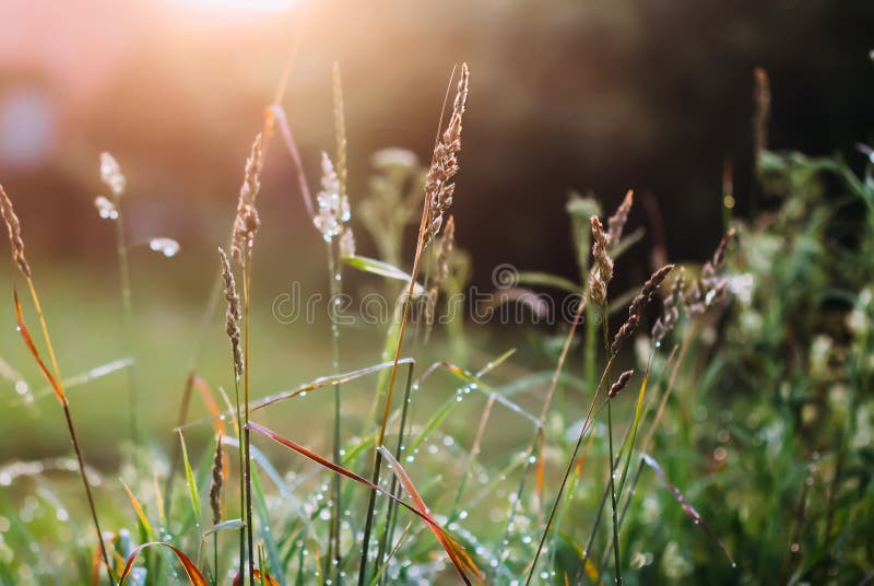 Wild Grass on Field in Sunset Light Stock Image - Image of summer ...