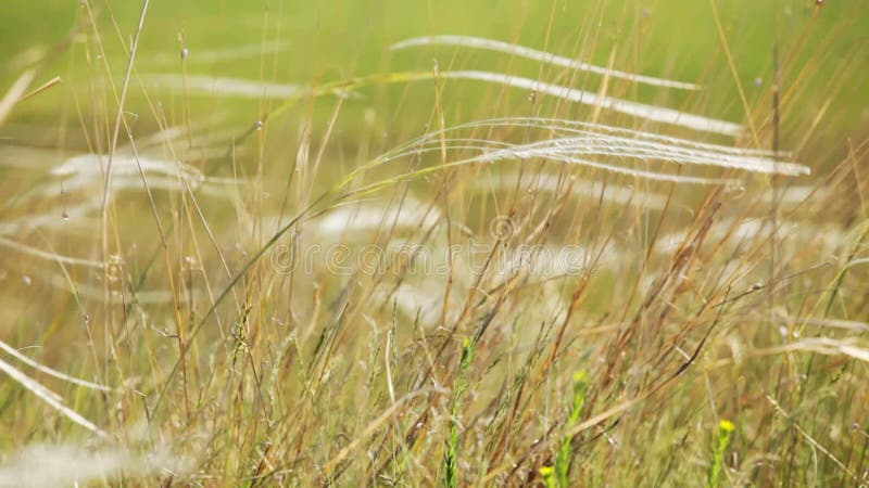 Wild Grass in the Field Waving on Wind - Closeup Stock Video - Video of ...