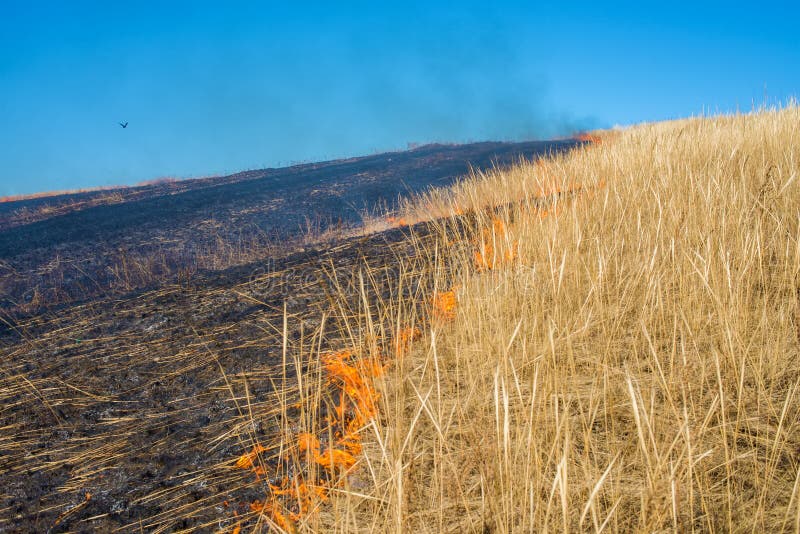 Wild grass on fire stock image. Image of field, environment - 65850585