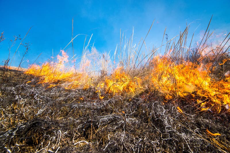 Grass Fire stock image. Image of stubble, cover, wildfire - 25246963