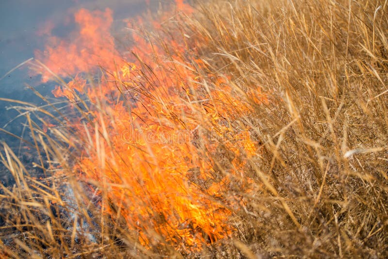 Wild grass on fire stock image. Image of field, environment - 65850585