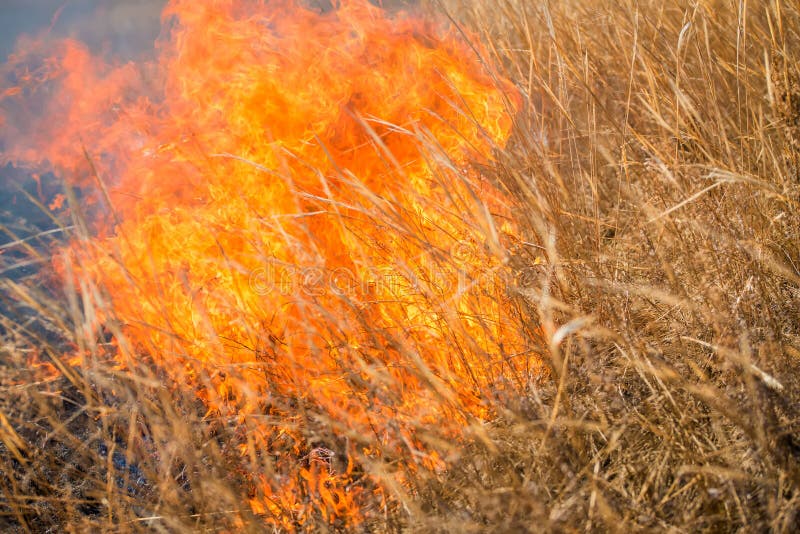 Wild grass on fire stock image. Image of field, environment - 65850585