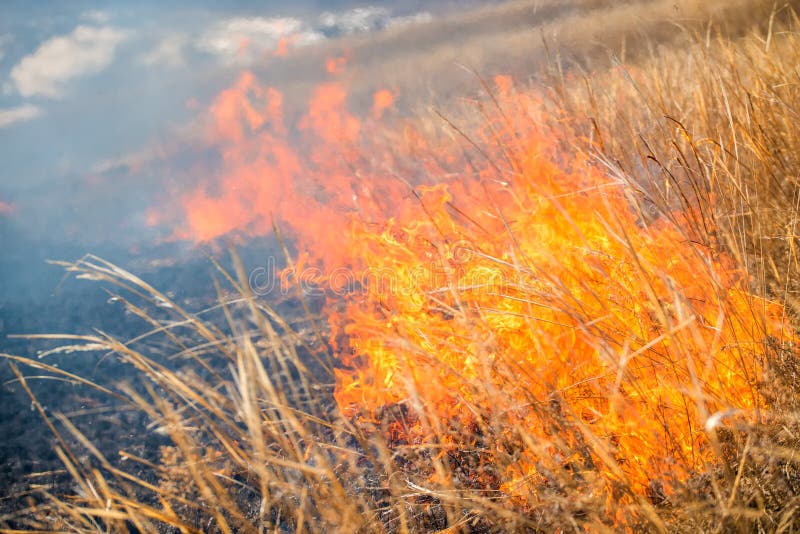 Wild grass on fire stock image. Image of field, environment - 65850585
