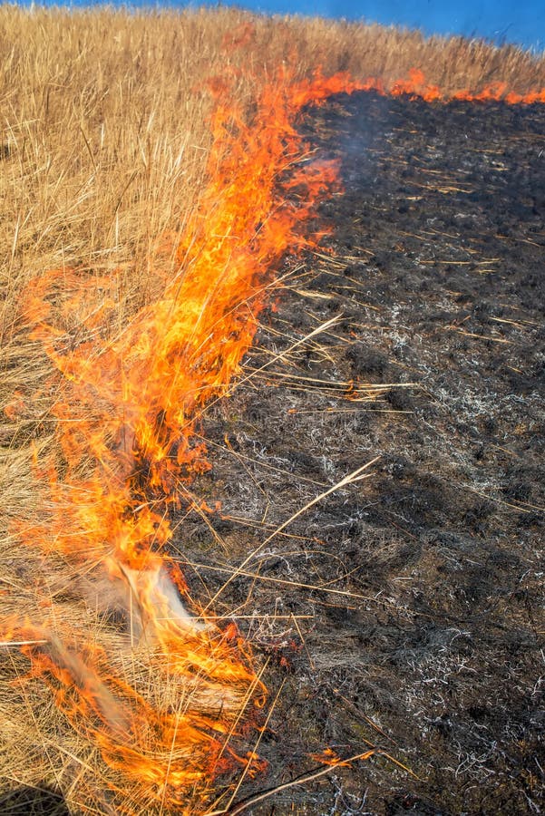Grass Fire stock image. Image of stubble, cover, wildfire - 25246963