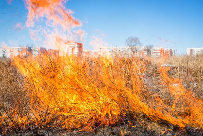 Wild grass on fire stock image. Image of field, environment - 65850585