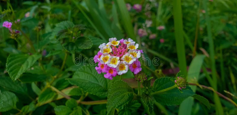 Wild grass flower on hill stock image. Image of herb - 233453317