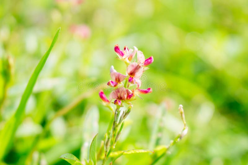 Wild Grass Flower stock image. Image of field, plant - 114320661