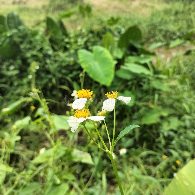 Wild Grass Flowers on the Edge of the Fields Stock Photo - Image of ...