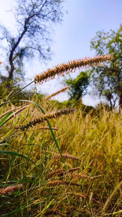 Wild Grass Flowers in Forest Stock Image - Image of garden, herbal ...