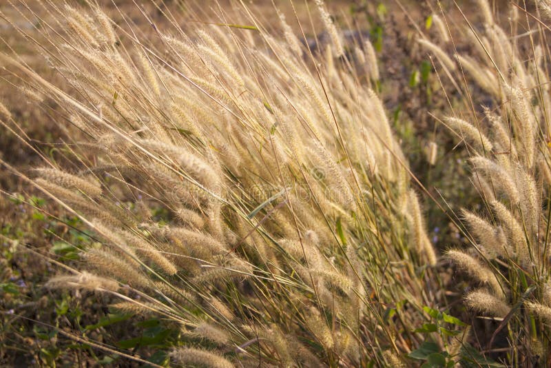 Wild grass flowers stock photo. Image of warm, landscape - 38829240