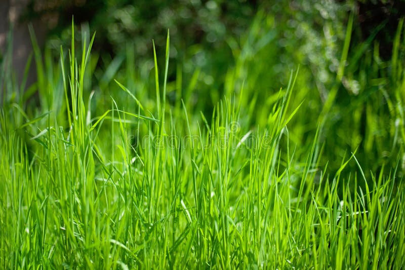 Wild Grass stock image. Image of nature, blooming, flora - 31060817