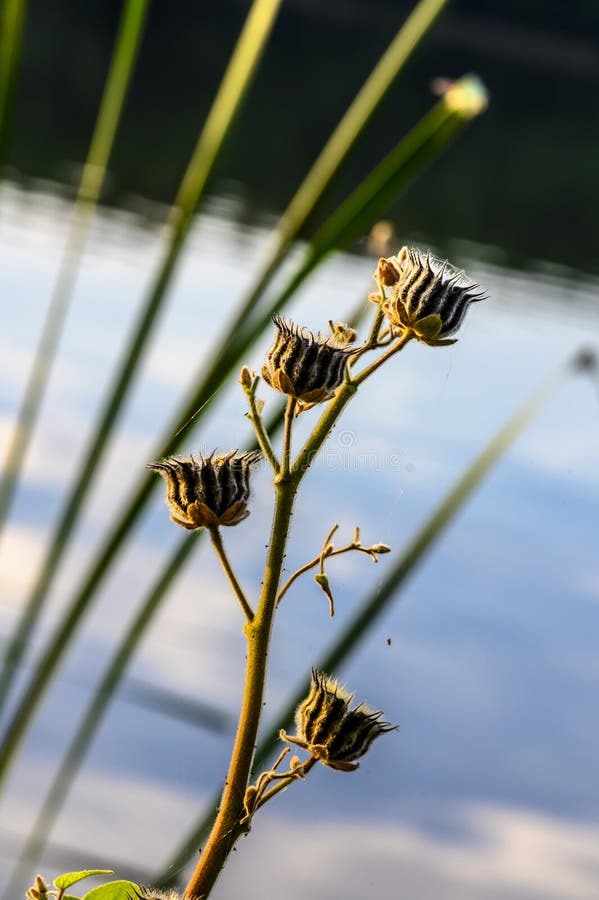 Wild grass fruit stock image. Image of closeup, plant - 163694707