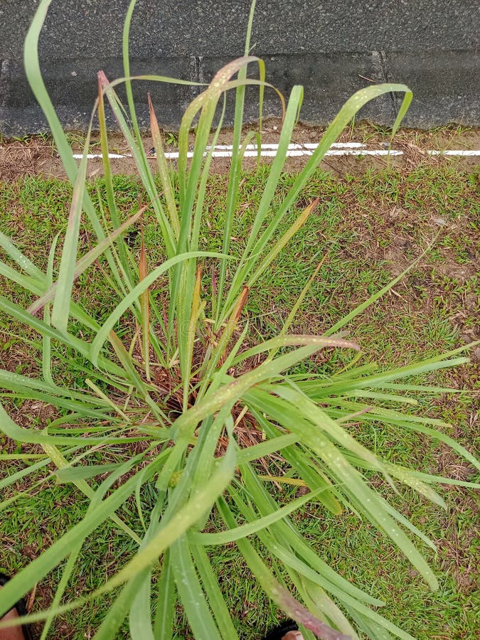 Wild Grass, Green Leaf Color. Unique Stock Image - Image of agriculture ...