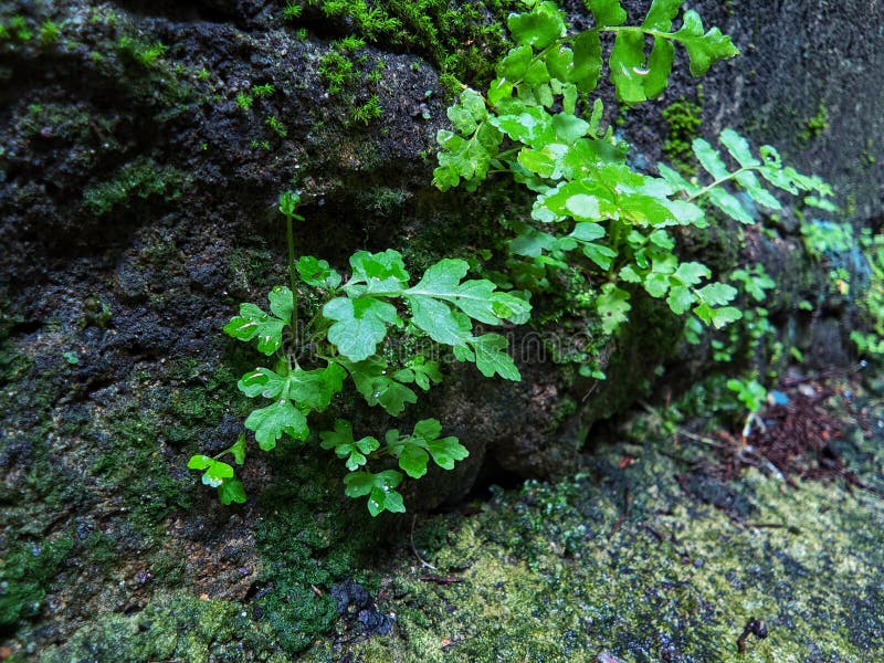 Wild Grass Growing Abundantly on the Edge of an Old Cave Stock Image ...