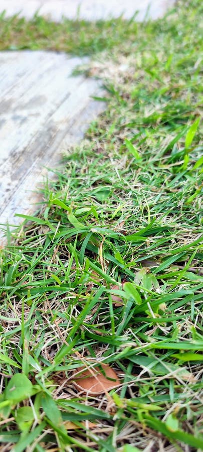 Wild Grass Growing Naturally Stock Photo - Image of focus, produce ...