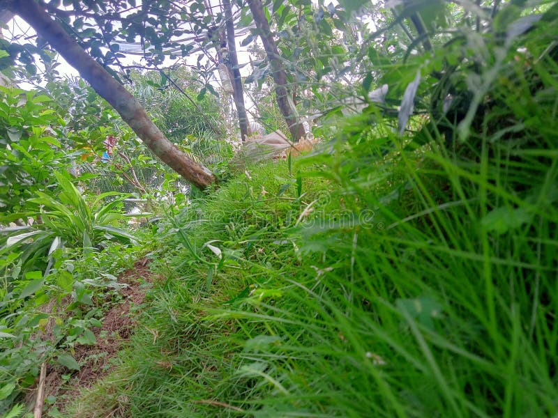 Wild Grass Growing in Random Places Stock Image - Image of branch ...