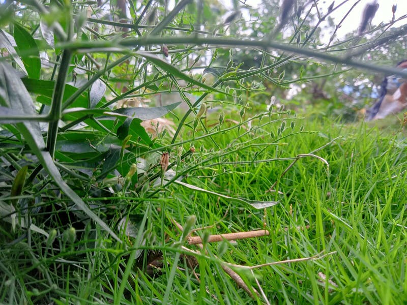 Wild Grass Growing in Random Places Stock Photo - Image of lawn, leaf ...