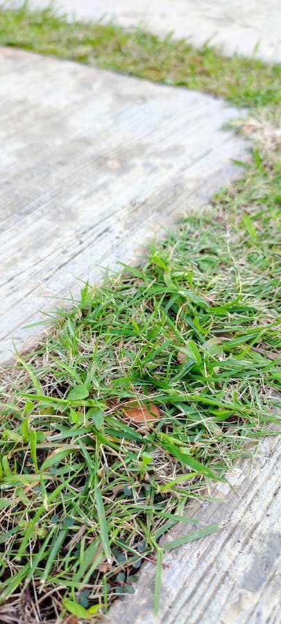 Wild Grass is Growing in the Streets. Stock Image - Image of lawn ...