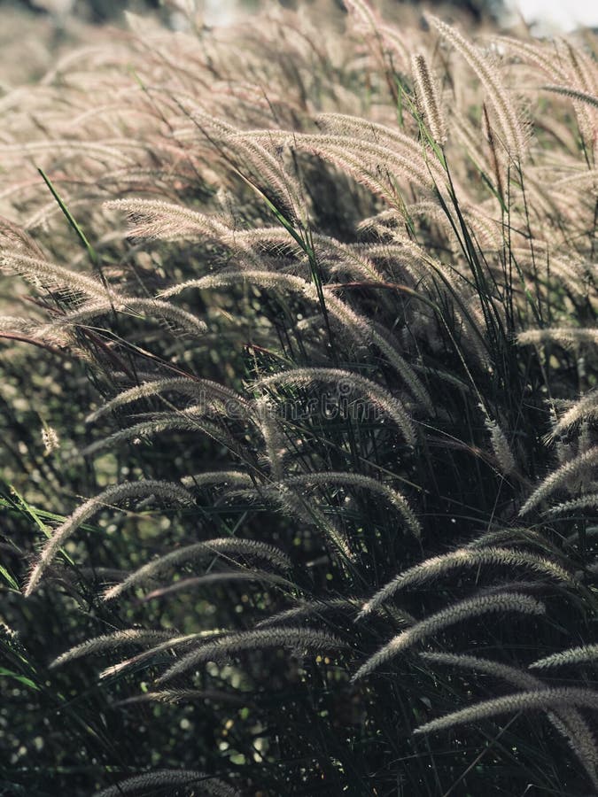 Wild Grass Grown on the Field on Sunny Day Stock Image - Image of grown ...