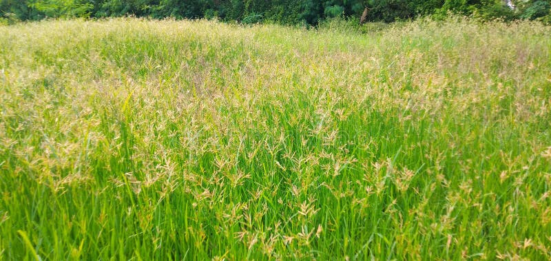 Wild Grass Grows Abundantly in the Fields Stock Image - Image of ...