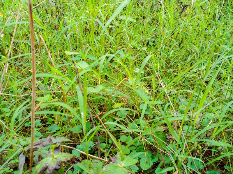 Wild Grass that Grows Abundantly on the Ground. Green Wild Grass Stock ...