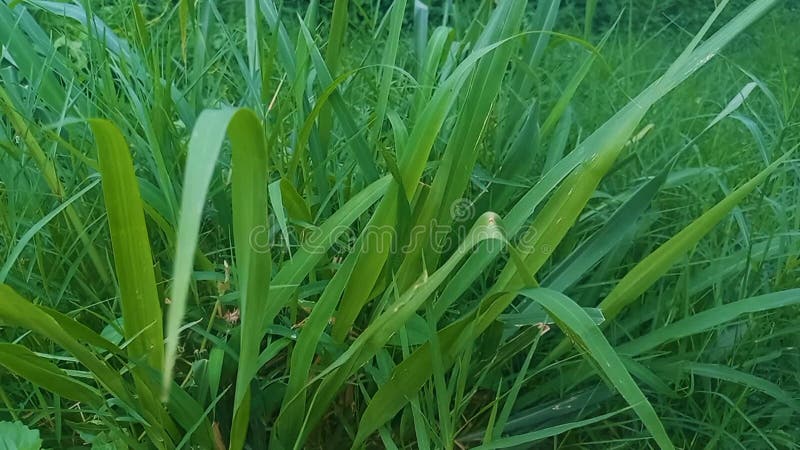 Wild Grass Grows in the Forest, Moving because of the Wind, but it ...